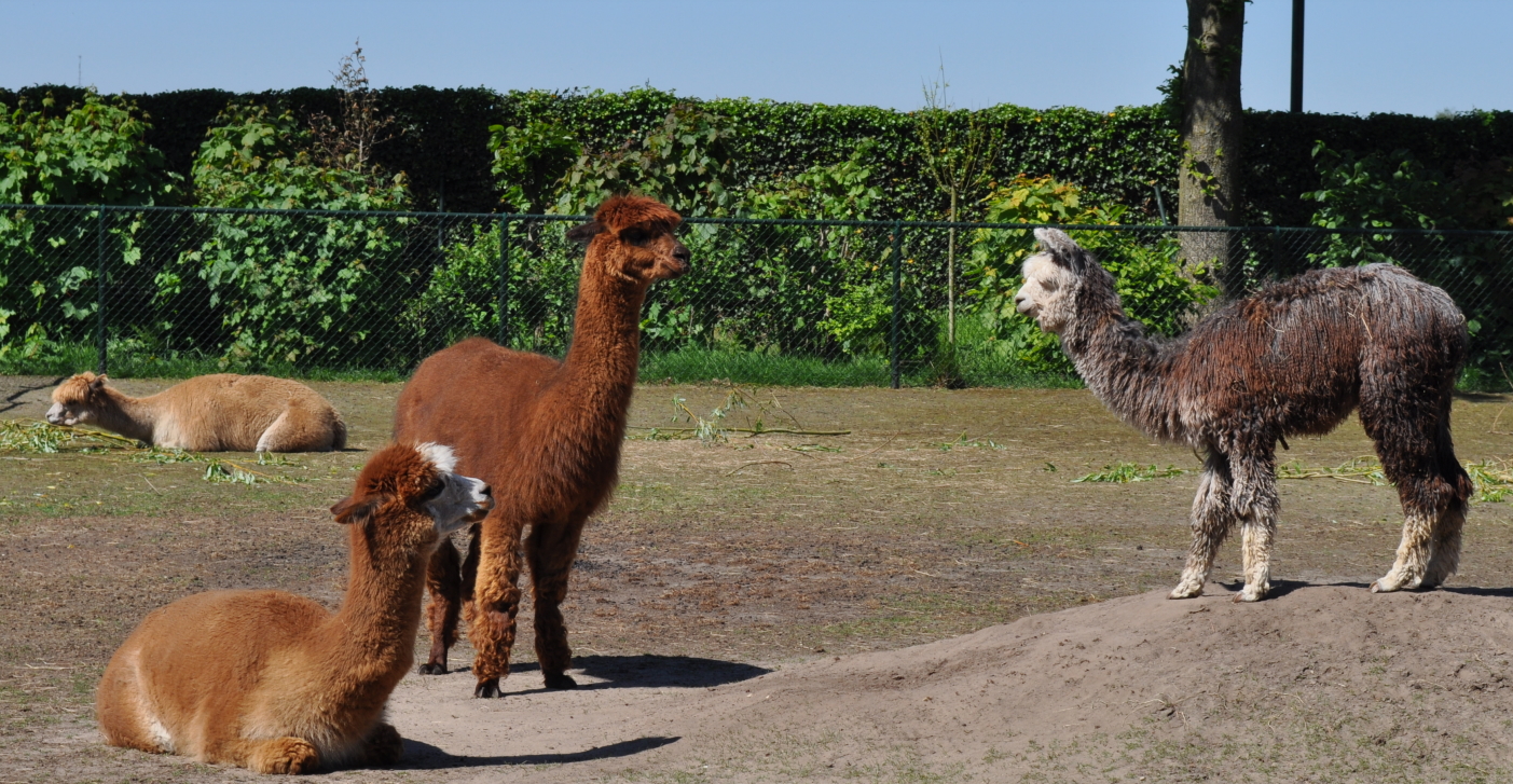 La Paz Alpacas - Wol